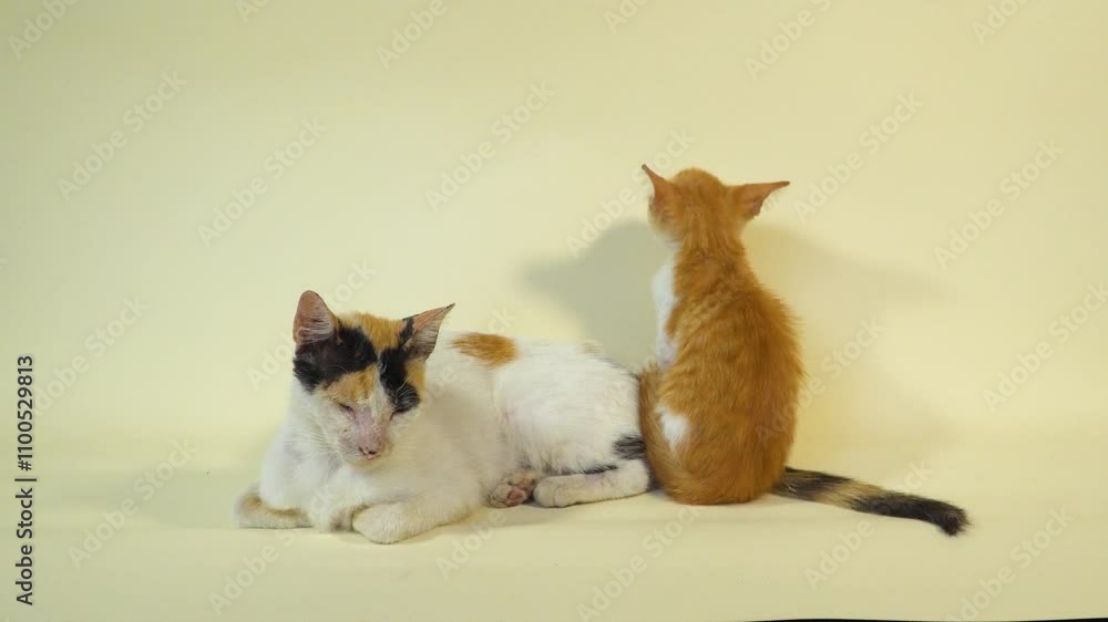 4k close-up footage of a white striped wild cat with one month old ...