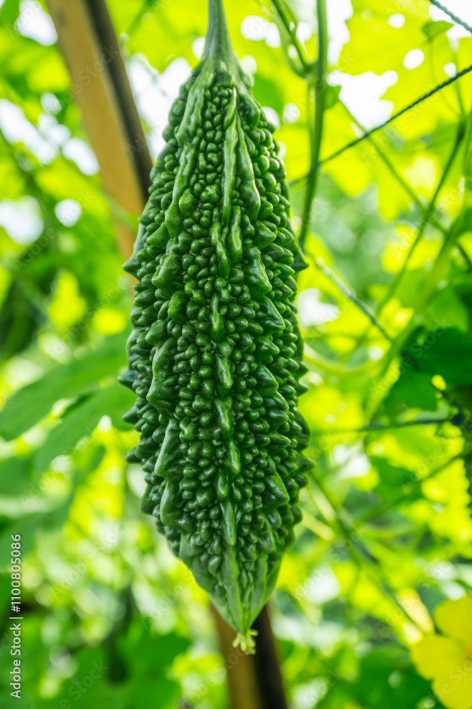 The perfectly shaped and beautiful bitter gourds are hanging in the ...