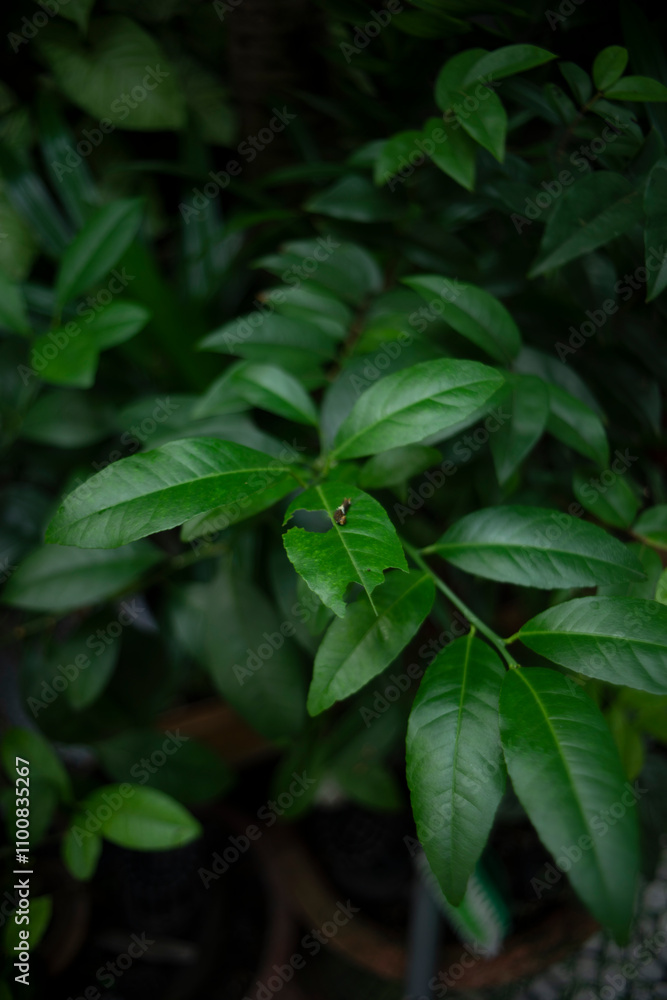 the outer margin is very irregular and uneven; in the cell the band ...