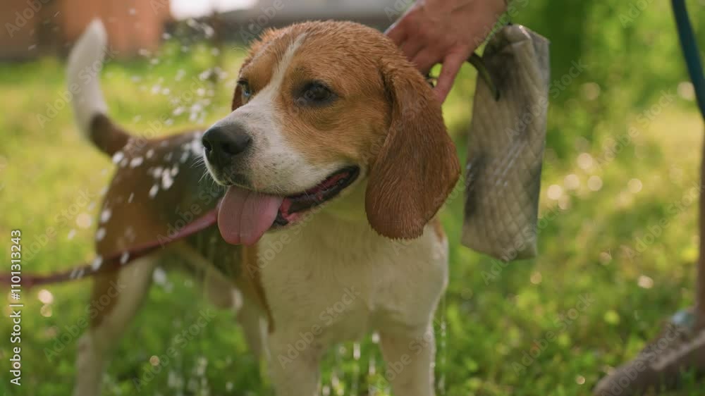 Dog owner bathing dog with dog mouth open outdoors, water splashing as ...