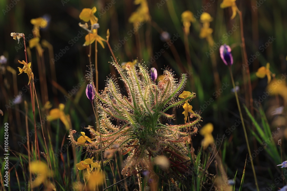Drosera indica, sometimes known as the Indian sundew, is a species of ...