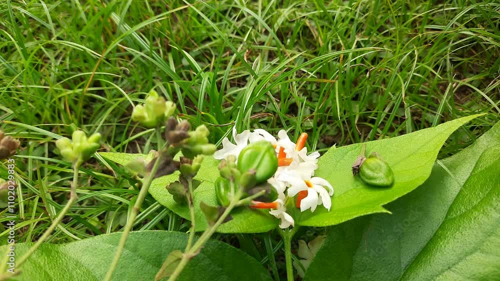 Nyctanthes arbor tristis fruits. It's other names night blooming ...