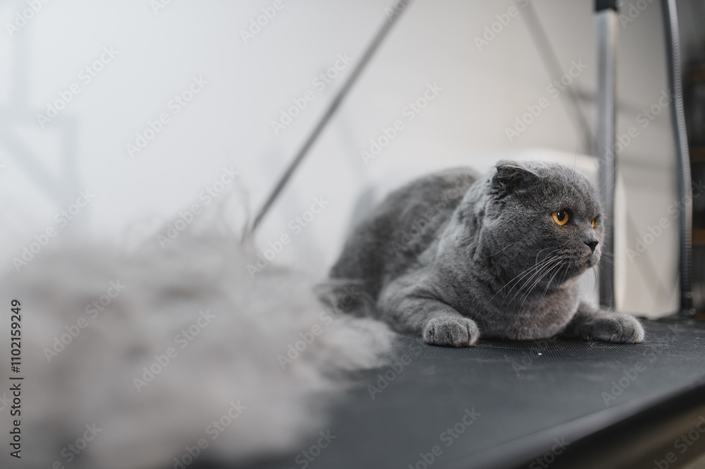 Cat grooming in pet beauty salon. Grooming master cuts and shaves a cat ...