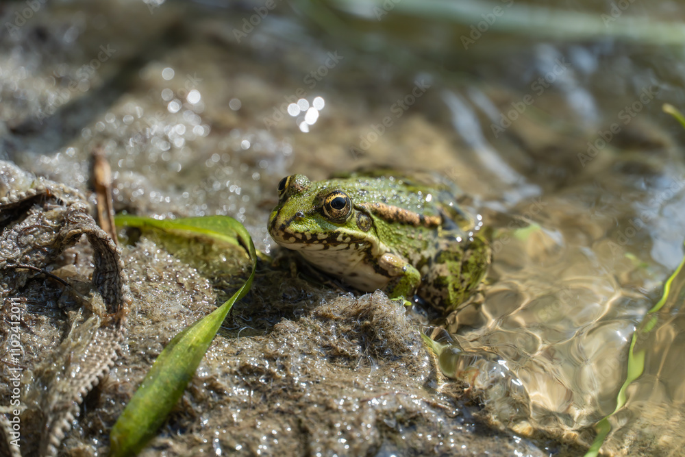 Marsh frog sits in lake and watches close-up. Green toad species of ...