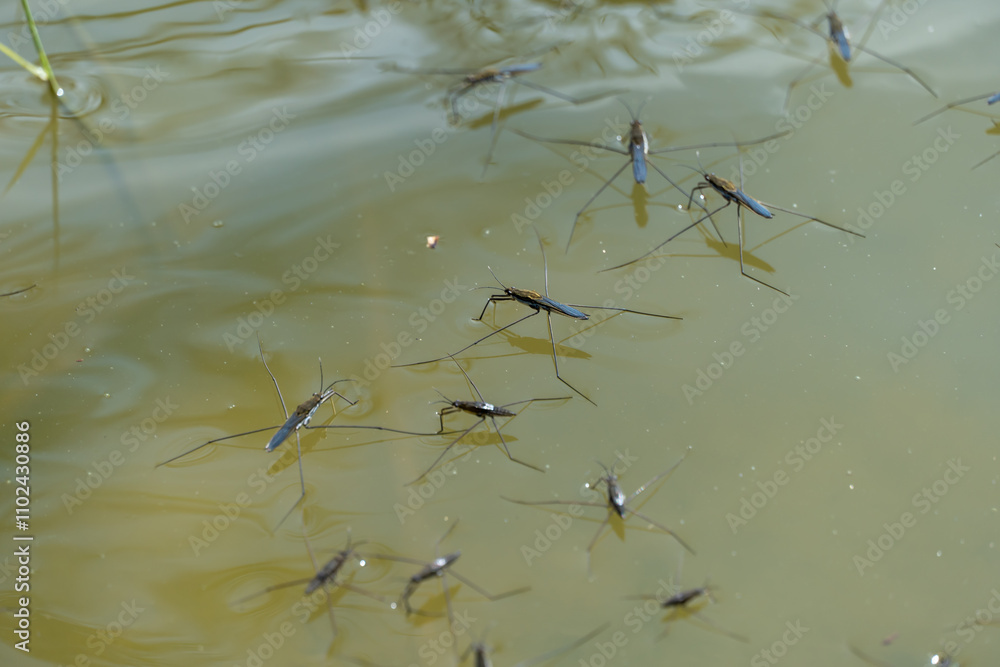 Group of water strider gerridae on water surface. Common pond skater in ...