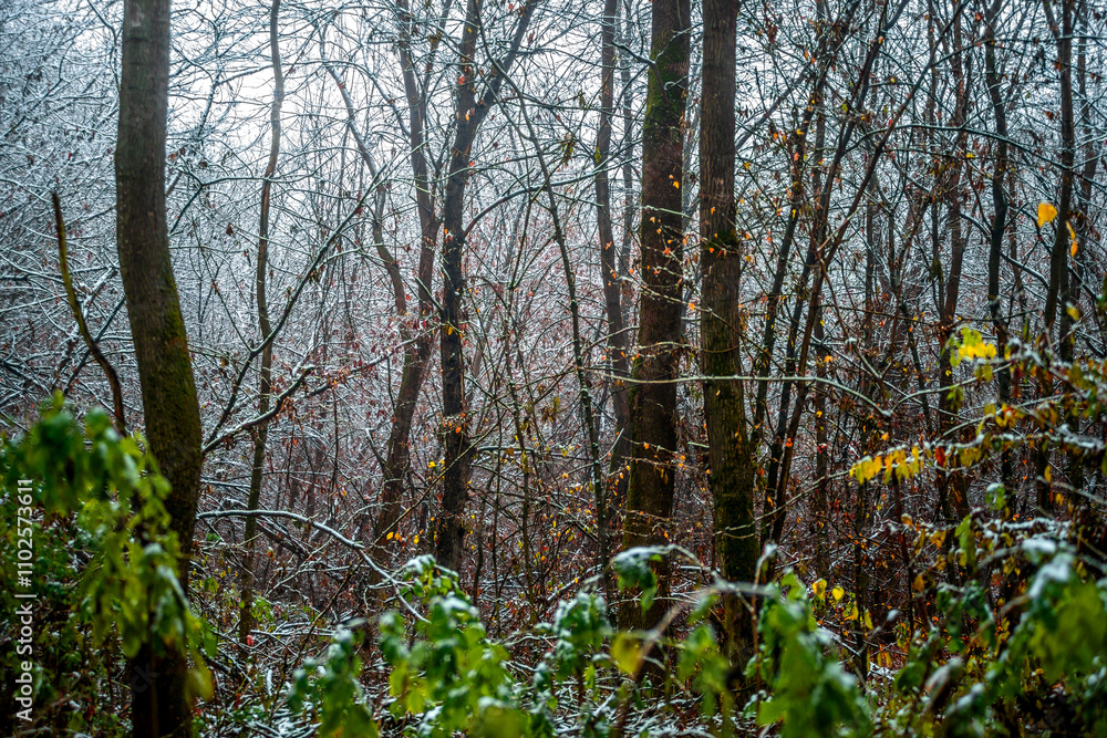 Trees in the forest covered by snow,november first snow in the ...