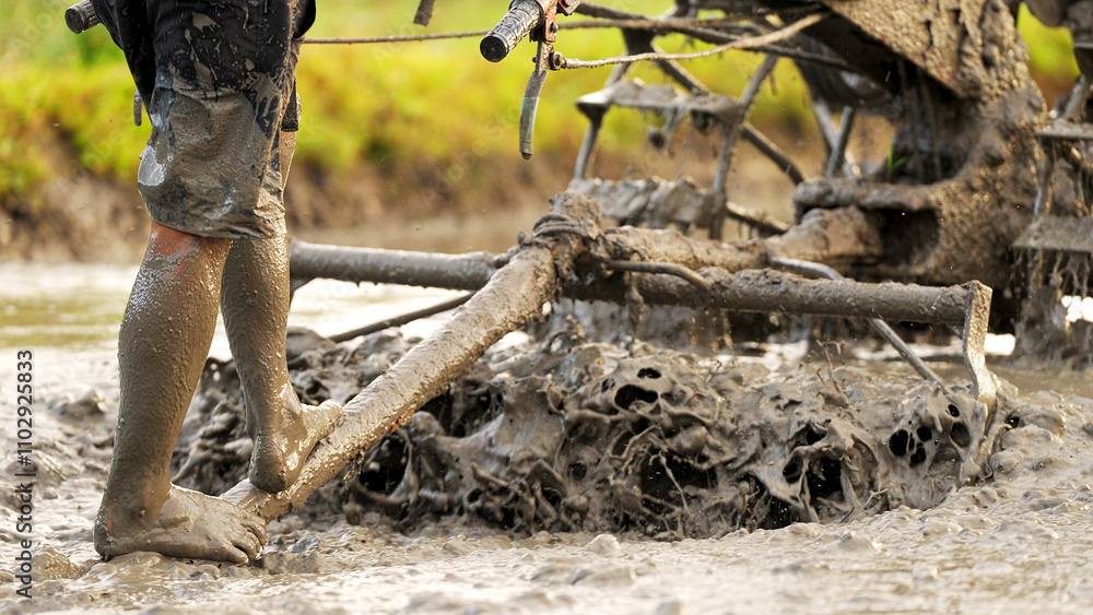Rice farmer's bare foot on a harrow, with water and mud splashing ...
