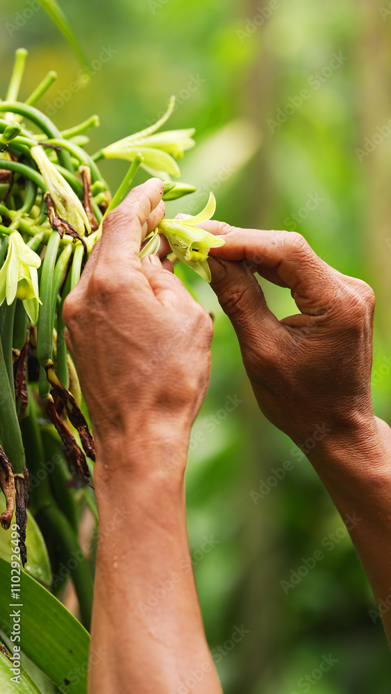 Plakát Hand pollination of vanilla planifolia orchid for bean or pod ...