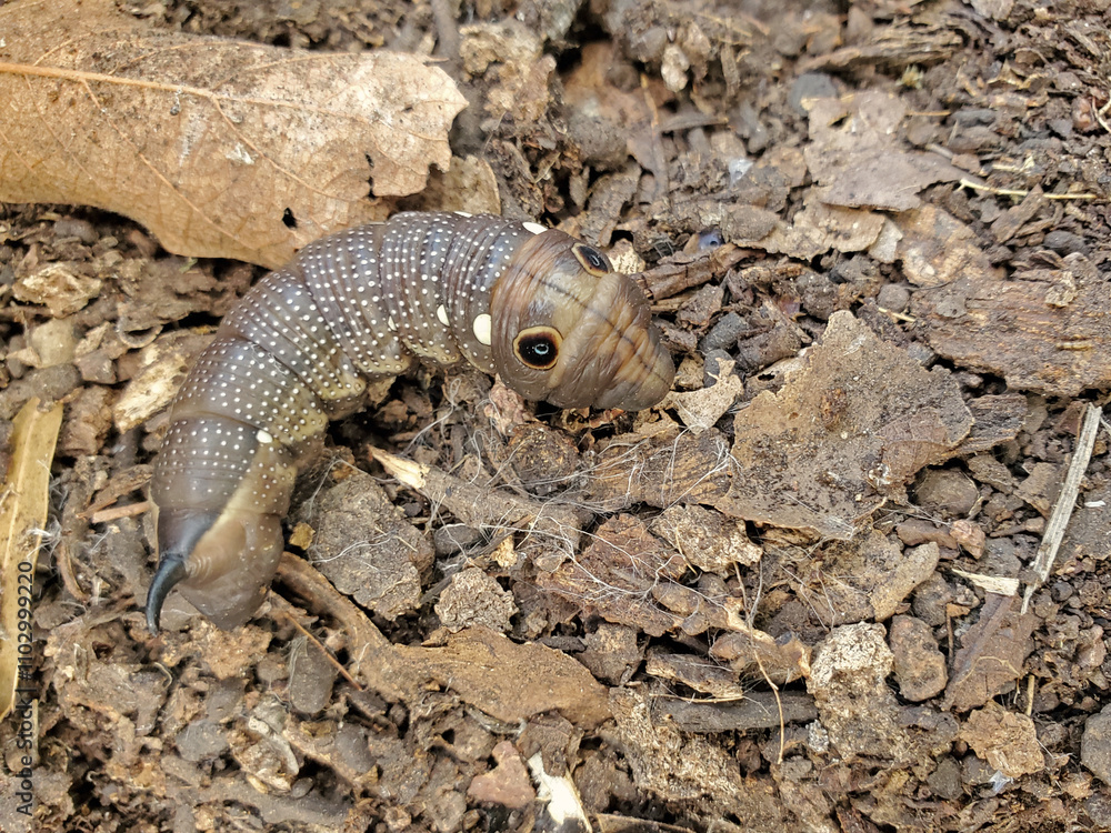 Closeup Moth Larva larvae of Falcon Sphinx Moth, Xylophanes falso, the head looks like a false ...