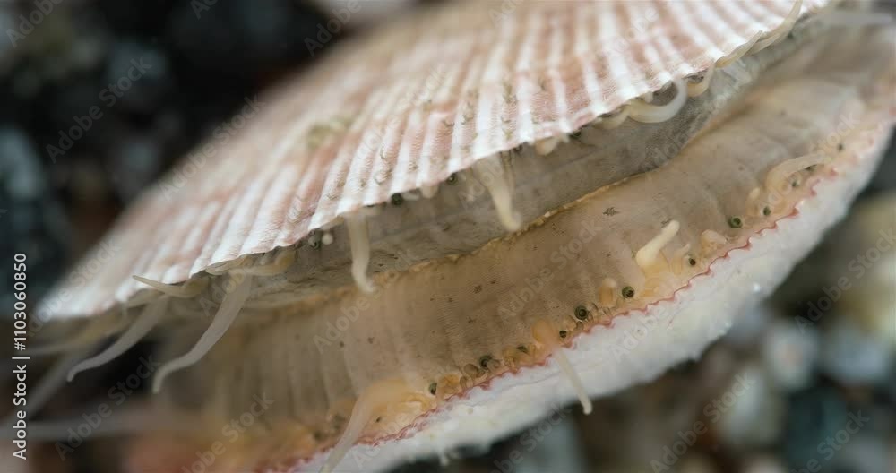 Mollusca Chlamys islandica, family Pectinidae under a microscope, order ...