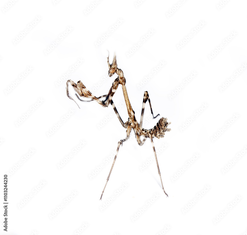 Gray nymph of Praying mantis Empusa fasciata show raptorial forelegs ...