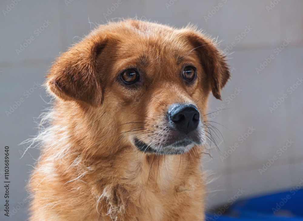 This adorable shelter dog sits patiently, hoping for a loving family to ...