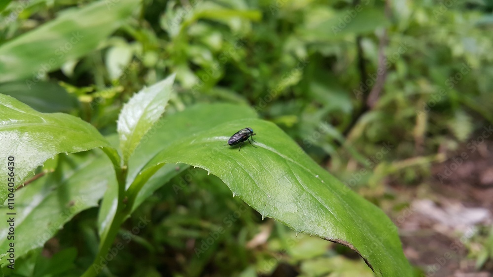 Black Soldier Fly, a species of Soldier flies. Also known as American ...