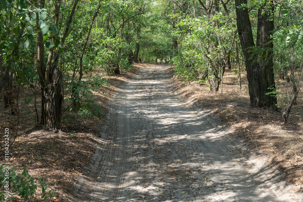Magical natural arch and footpath. Green archway shaped by branches in ...