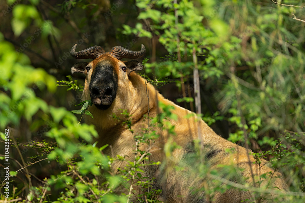 Poster golden takin (budorcas taxicolor bedfordi) in the steep chinese ...