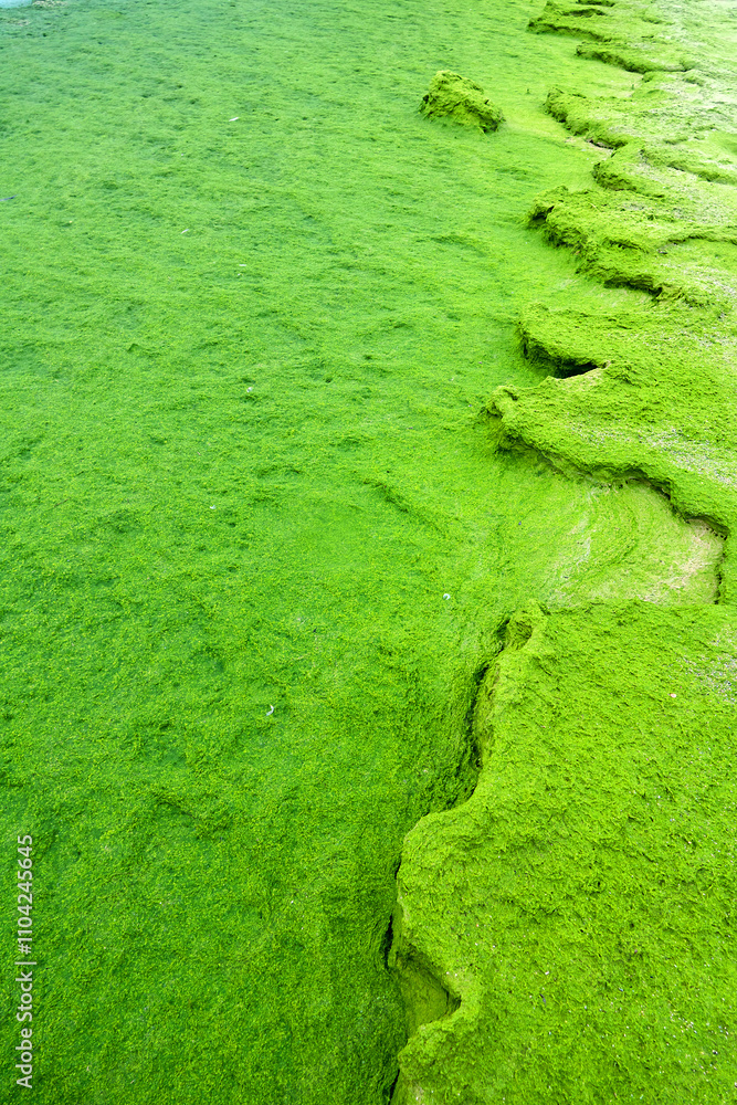 Tongue of shell-sand, sand spit with algae (Cladophora) shore. The ...
