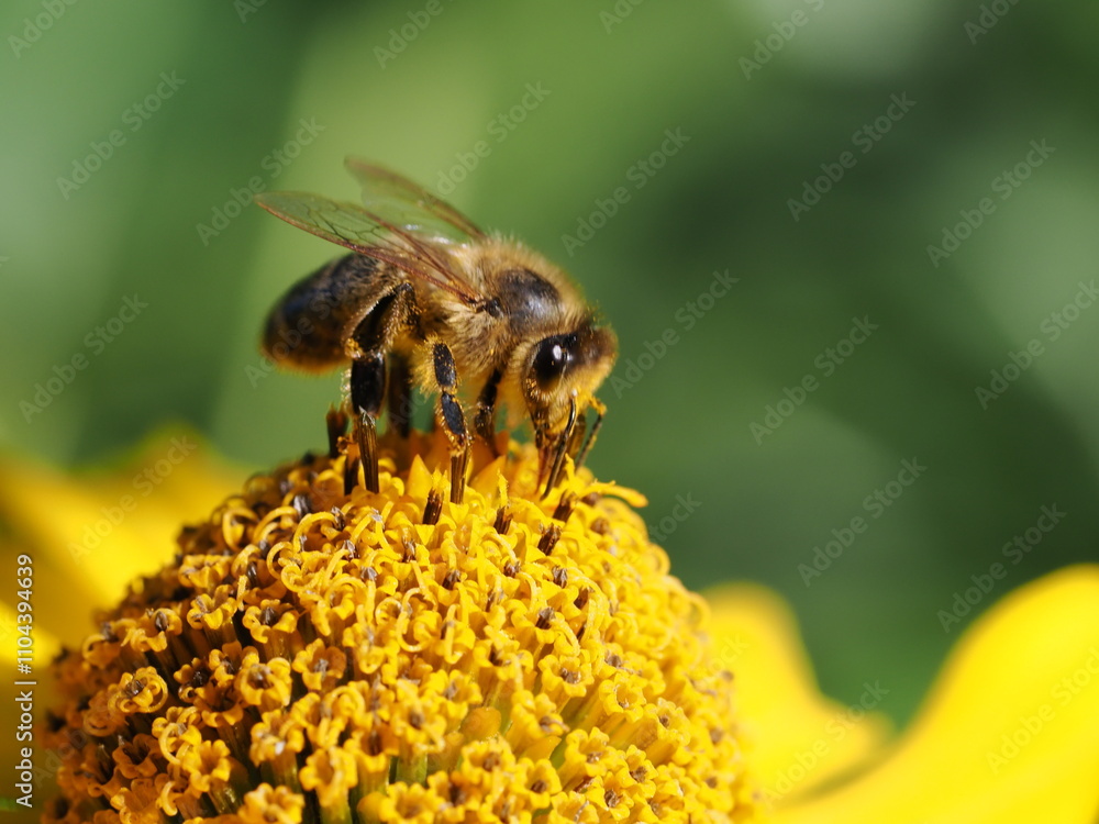 Pszczoła miodna (Apis mellifera) na kwiatku w ogrodzie Stock Photo ...
