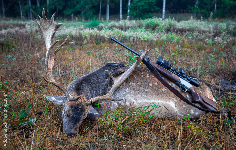 Poster Hunting rifle with telescopic sight and trophy of male fallow ...