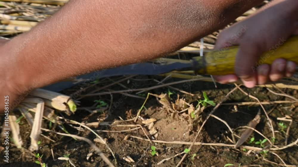 Indian farmer cutting rice plants with a sickle. Hand of indian farmers ...