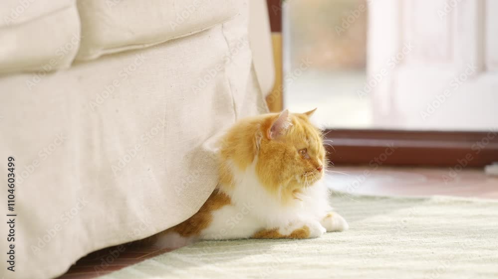 Domestic feline pet cat have fun playing in living room. Happy red ...