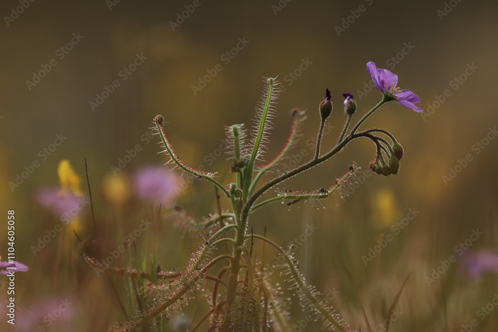 Drosera indica, sometimes known as the Indian sundew, is a species of ...