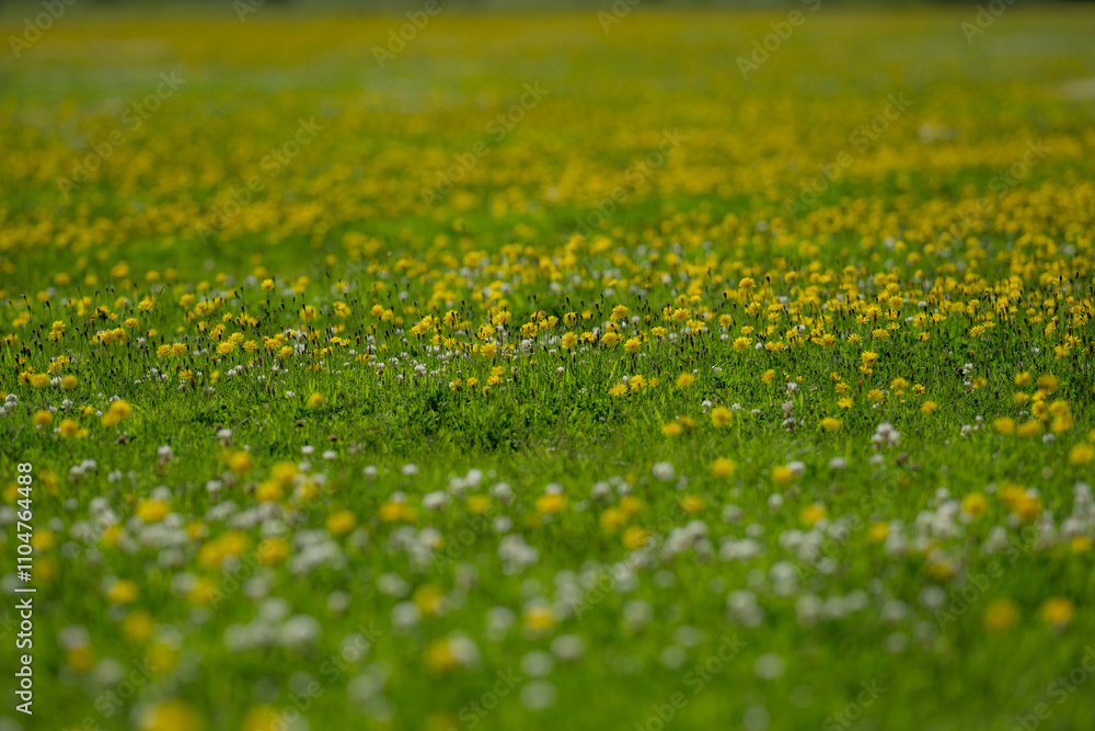 Daisy flowers. Alpine flower field. Grassy meadow background. Green grassy field with flower ...