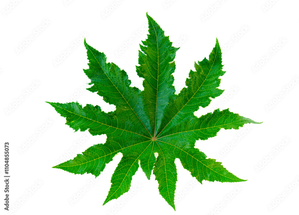 Castor Oil Plant, Castor Oil leaves on white background, isolated ...