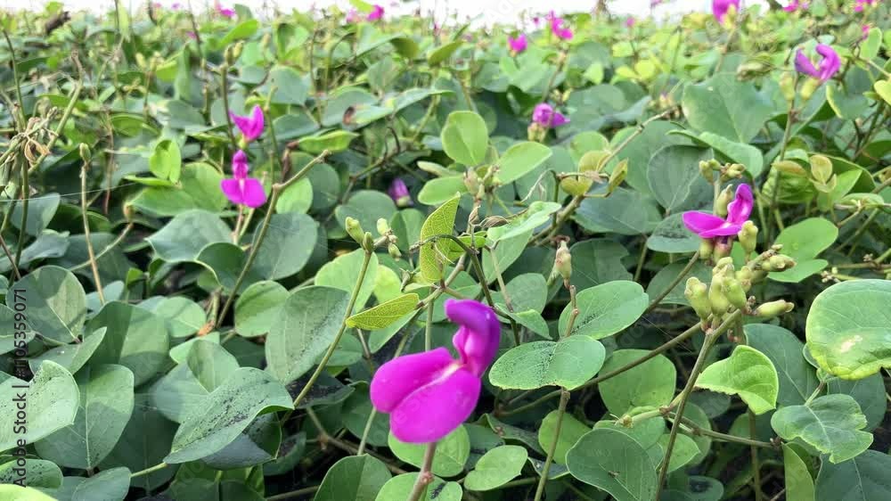 Canavalia rosea is a species of flowering plant in the genus Canavalia ...