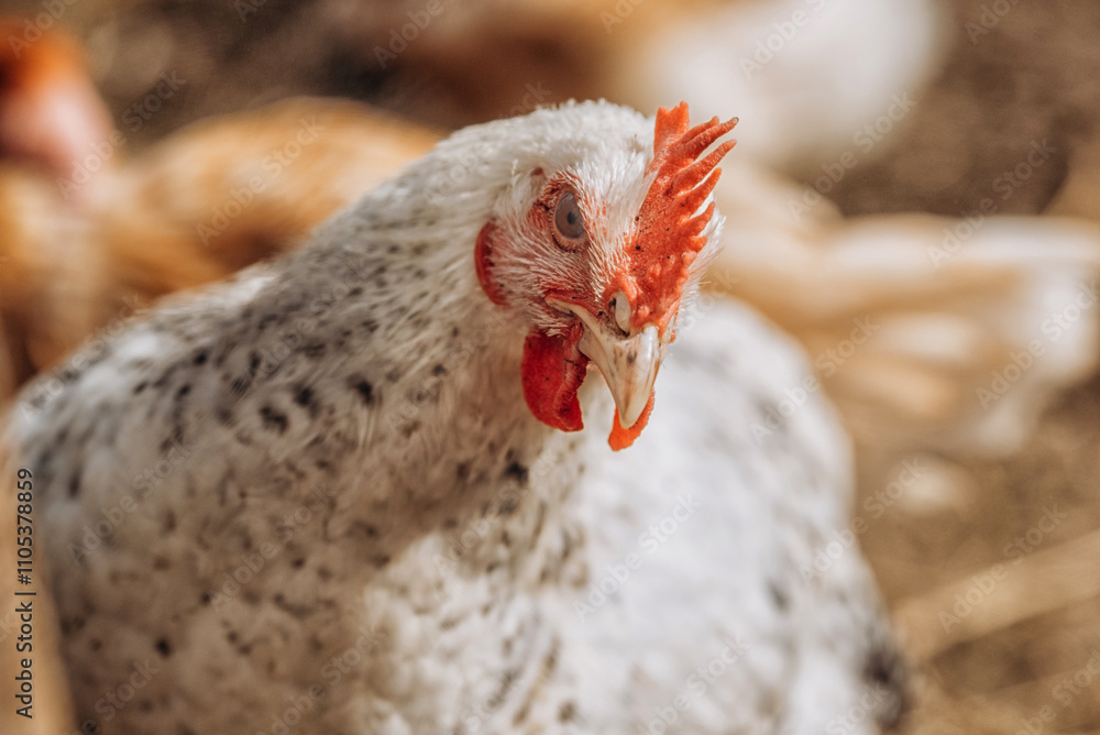 Chickens on a farm with red comb. Chicken eco farm, free range chickens ...