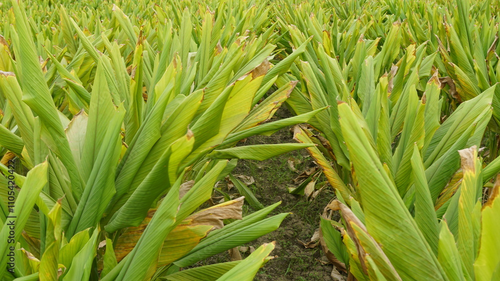 Turmeric plant field in India. Agriculture background of healthy and ...