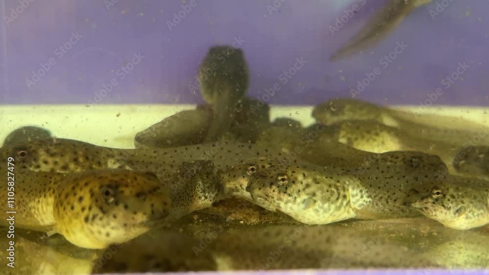 Frog tadpole (also called a pollywog or polliwog) is the larval stage ...