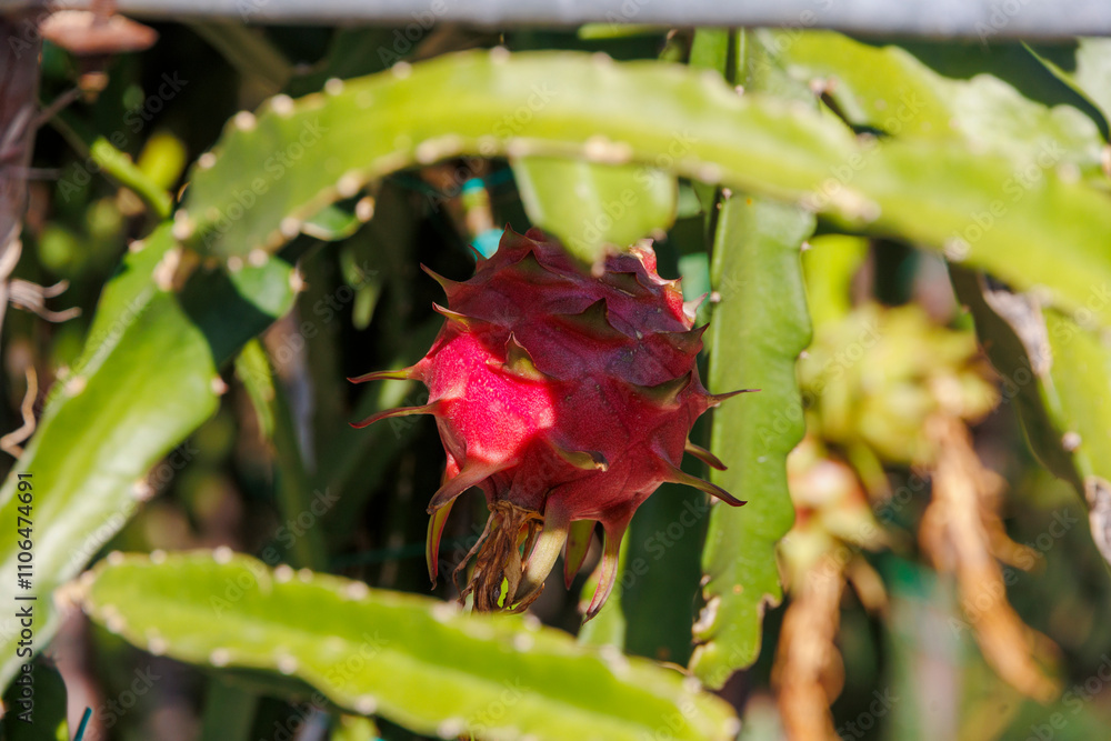 Selenicereus cacti with dragon fruitsin a plantation on the island of ...