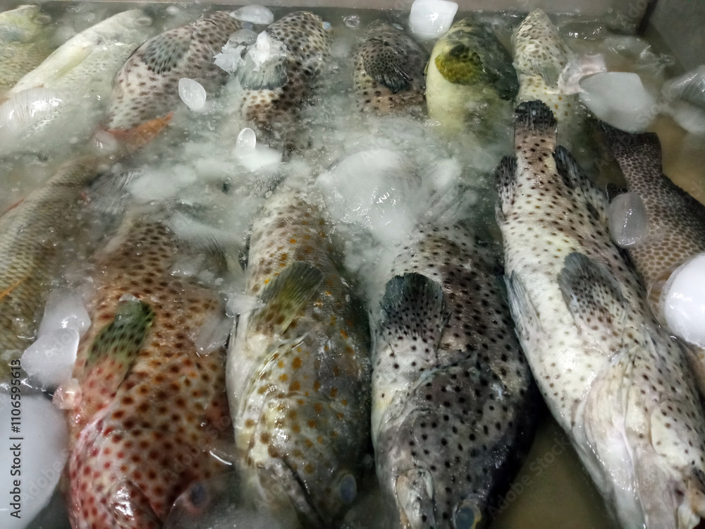 A group of iced greasy grouper fish (Epinephelus tauvina), also known ...