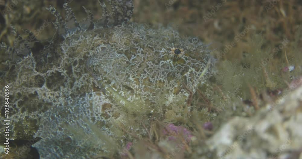 Dynamic underwater footage of Hemitripterus americanus (sea raven), a ...