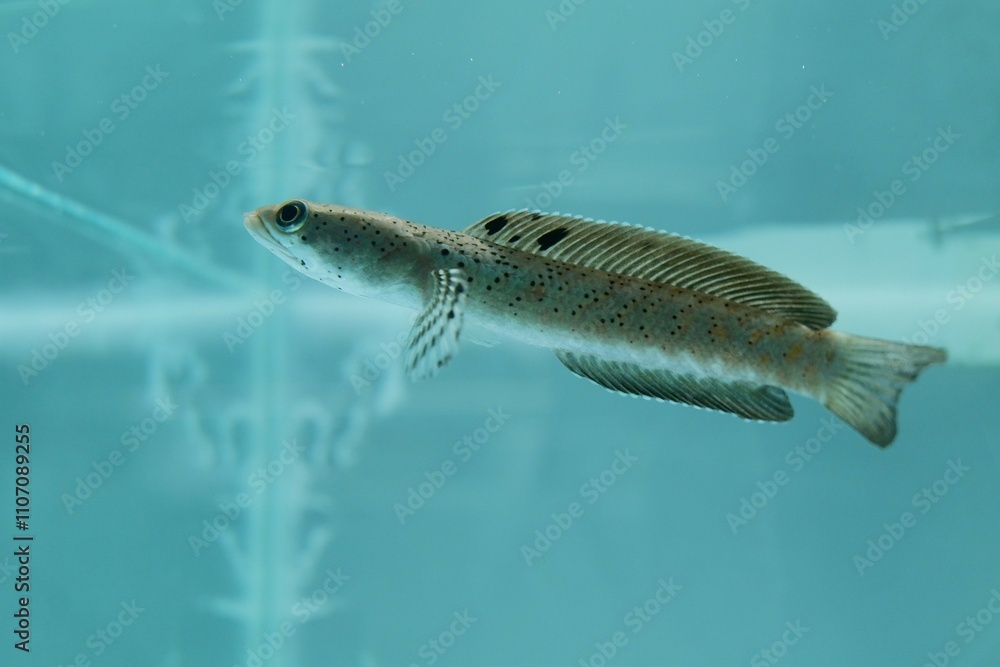 Channa Auranti snakehead fish. a predatory fish with a very beautiful ...