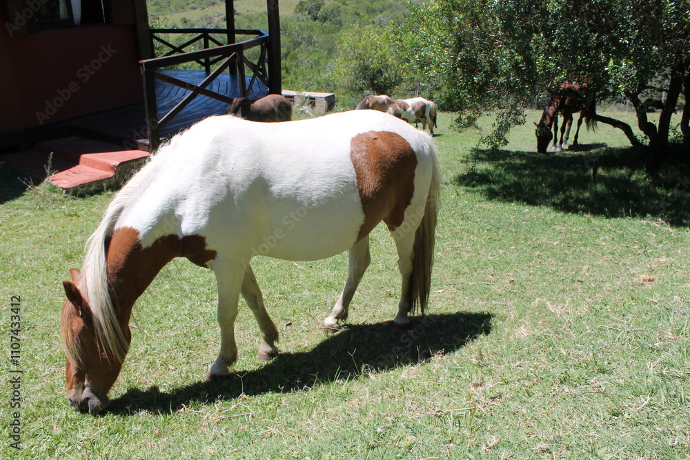 Hermosa familia de caballos descansando en tranquilo bosque natural con ...