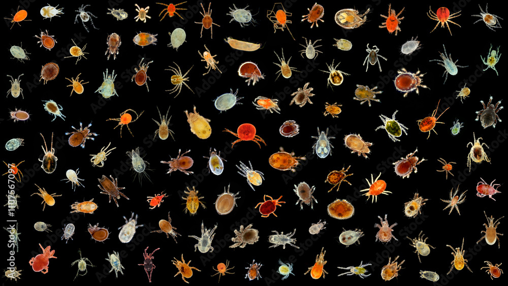 Collection of mites acari under a microscope. Variety of different ...