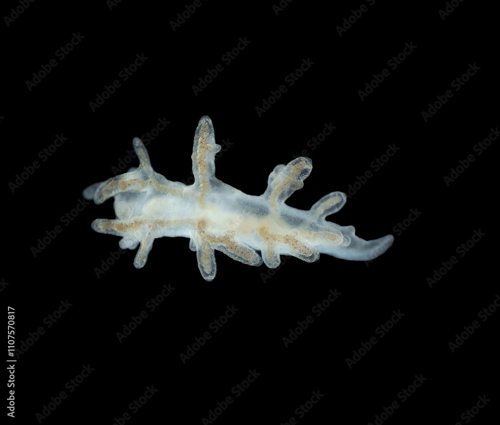 Young sea slug Dendronotus frondosus under a microscope, order ...