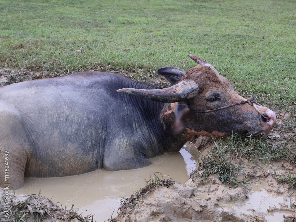 Southeast Asian buffalo Soak your body in mud to reduce heat from the ...