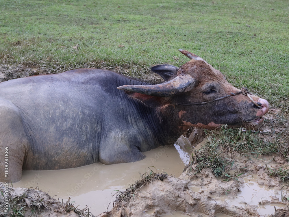 Southeast Asian buffalo Soak your body in mud to reduce heat from the ...