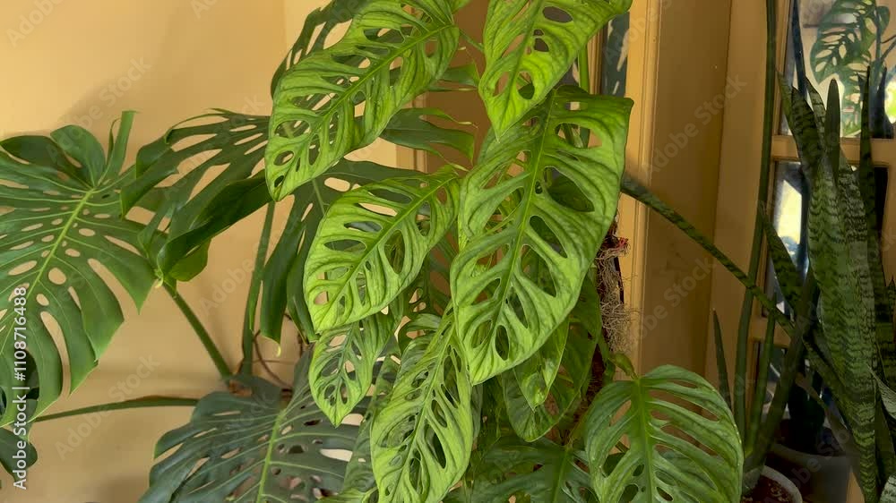 Monstera adansonii with thick, waxy texture, and large, oval-shaped ...