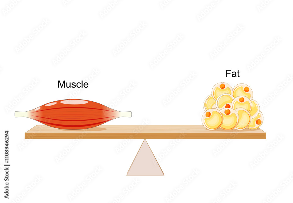 Poster Balance between muscle and fat – Wall Art | UkPosters