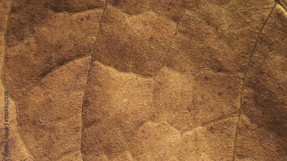 Leaf of Common aspen tree. Complex texture with veins and cells. Macro ...