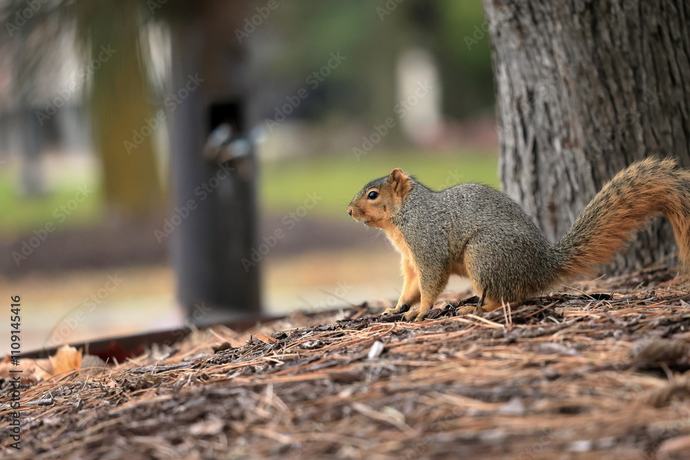 The fox squirrel (Sciurus niger), also known as the eastern fox ...