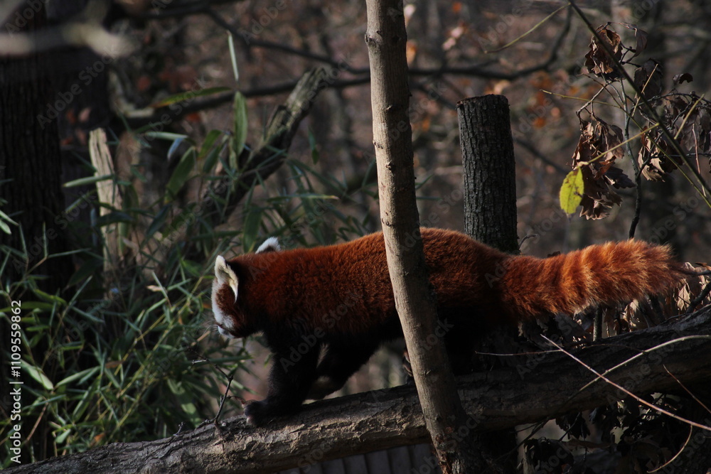 Beautiful Red panda climbing trees. A close-up of a red pandas perched ...