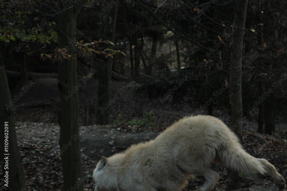 An arctic wolf -canis lupus arctos- standing amongst fallen trees in a ...
