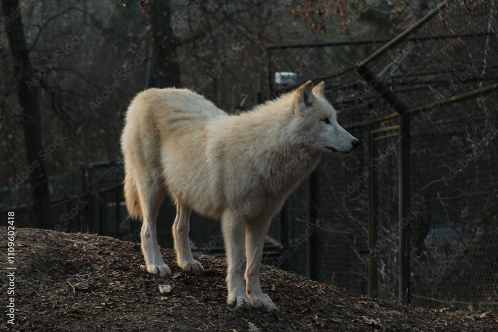 An arctic wolf -canis lupus arctos- standing amongst fallen trees in a ...