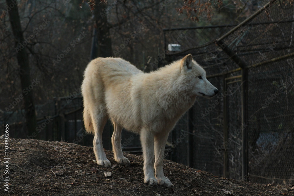 An arctic wolf -canis lupus arctos- standing amongst fallen trees in a ...