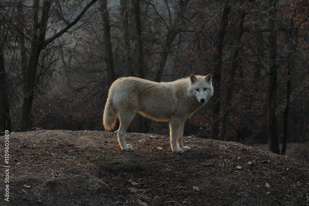 An arctic wolf -canis lupus arctos- standing amongst fallen trees in a ...