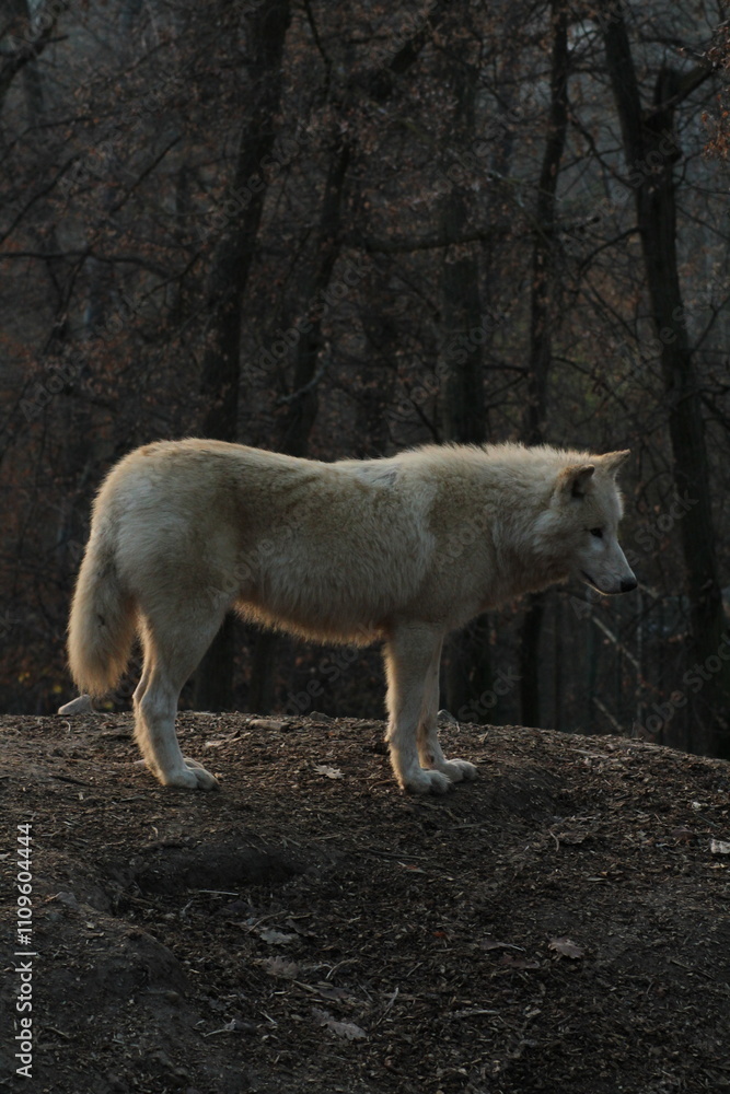 An arctic wolf -canis lupus arctos- standing amongst fallen trees in a ...